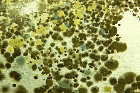 11 MOLD TOXICITY SYMPTOMS AND HARMFUL EFFECTS ON HUMAN BODY